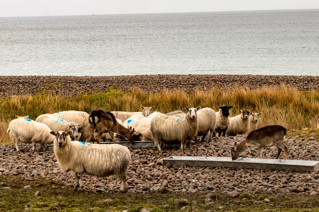 Goats-and-Deer – Love from Scotland
