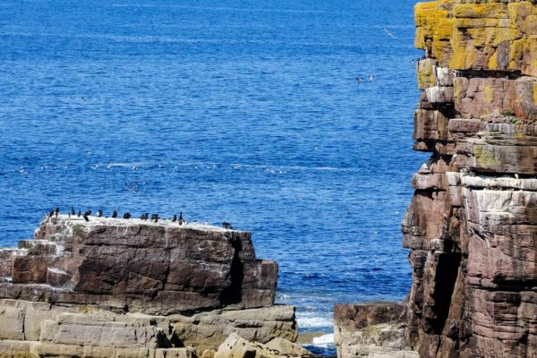 Where to See Puffins in Scotland: 10 Best Places (and When to Go)