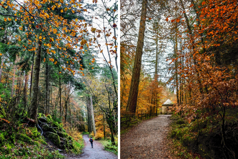 The best forest walks in Scotland - Love from Scotland