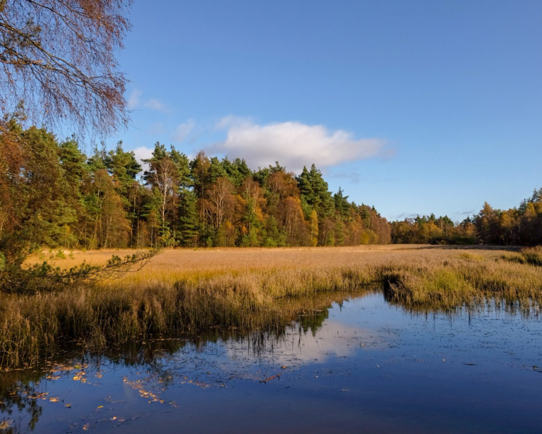 The best forest walks in Scotland – Love from Scotland