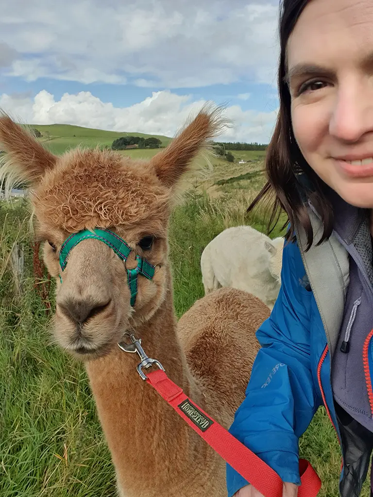 Alpaca walking in Scotland at Beirhope Farm - trekking with alpacas