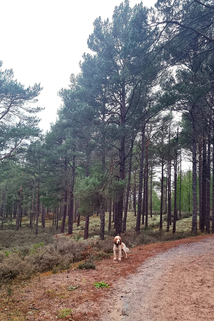 Culbin-Forest-Moray-dogs – Love from Scotland
