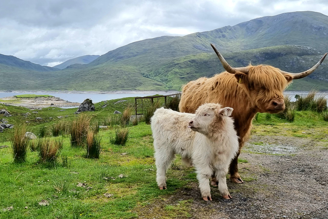 Highland-Coo-Scotland-1 - Love from Scotland