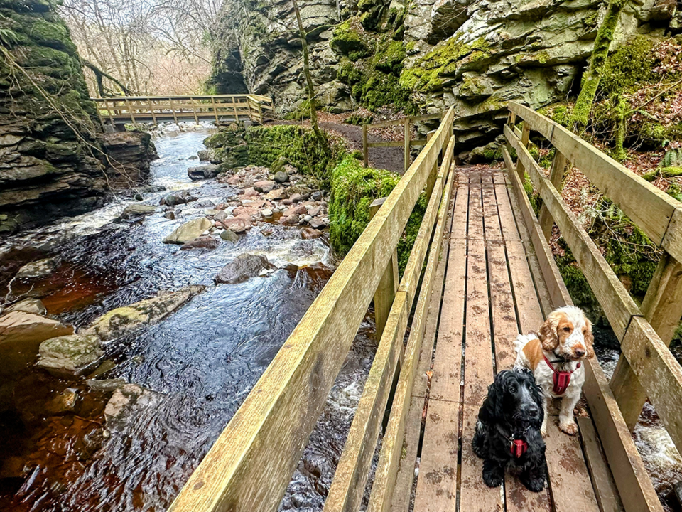 The guide to dog friendly Scotland - Love from Scotland