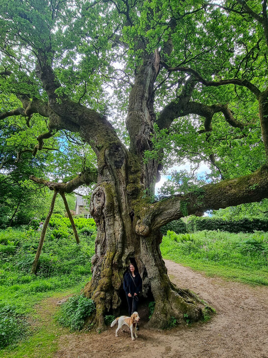 Birnam Oak things to do Dunkeld - Love from Scotland