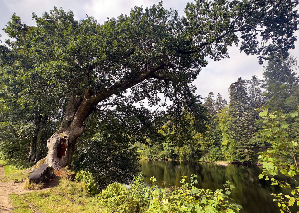 How to visit the 8 Oldest Trees in Scotland